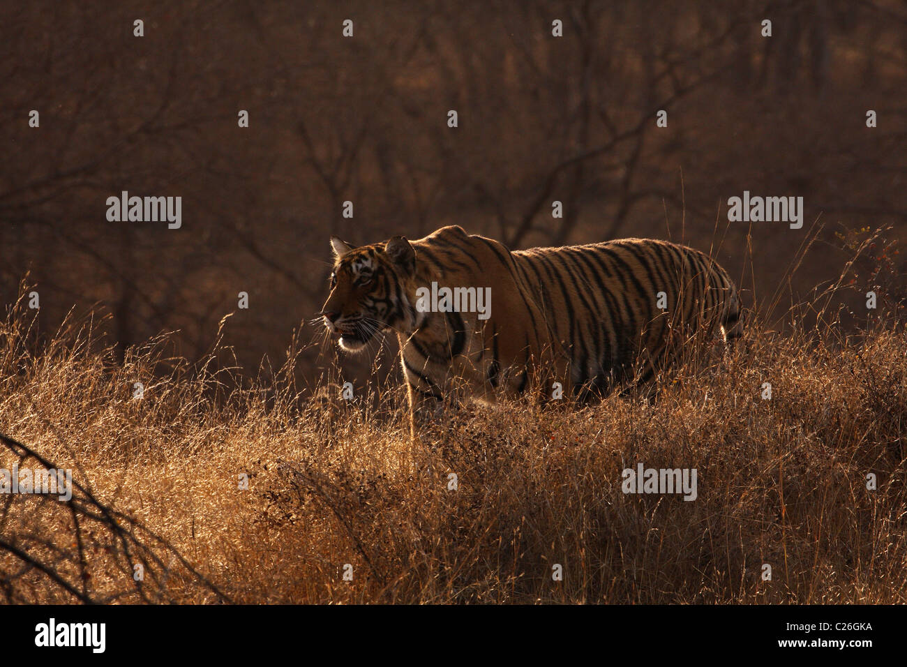 Tiger moving in Ranthambore tiger reserve Stock Photo - Alamy