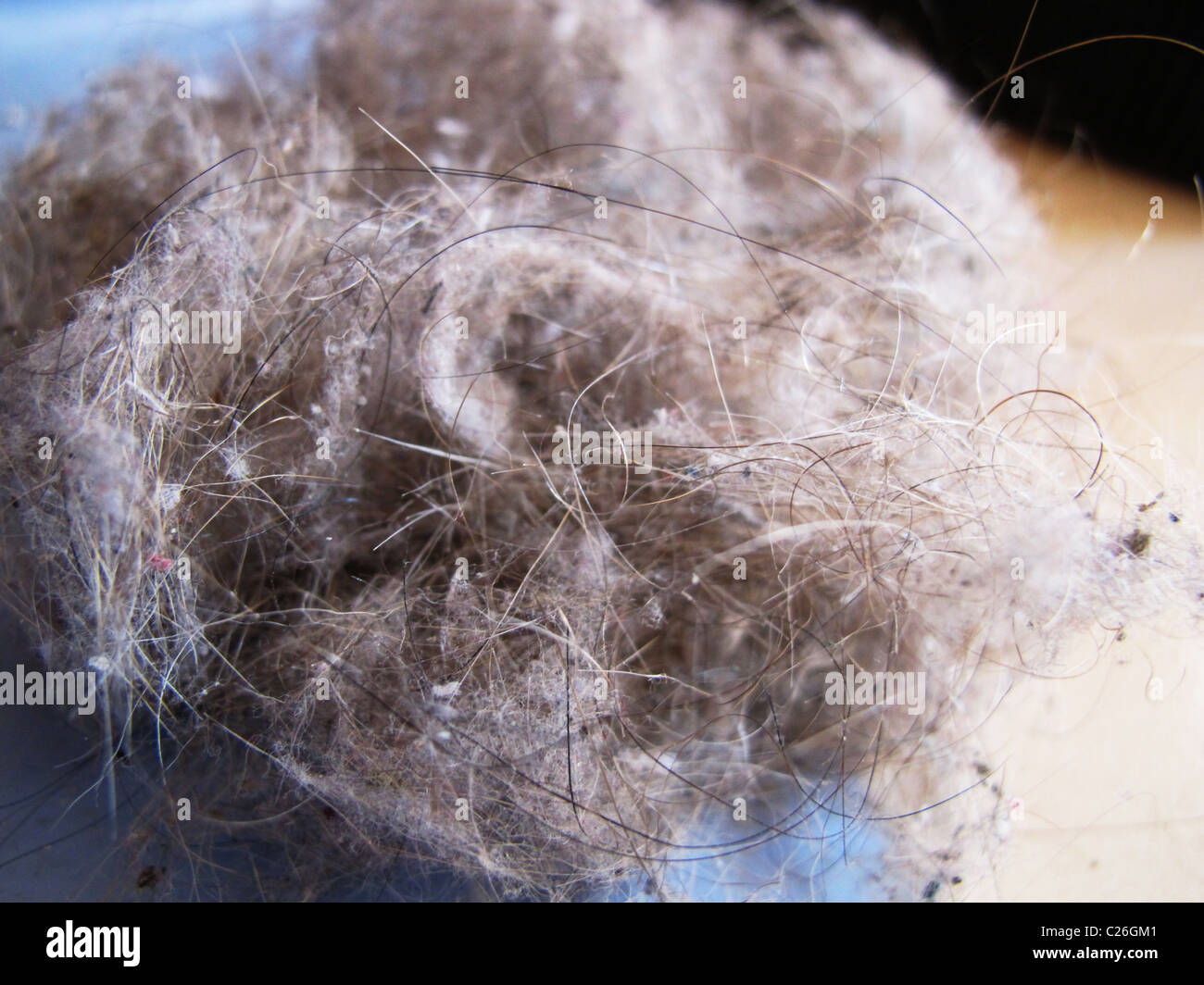 Ball of hair as a result of sweeping Stock Photo - Alamy