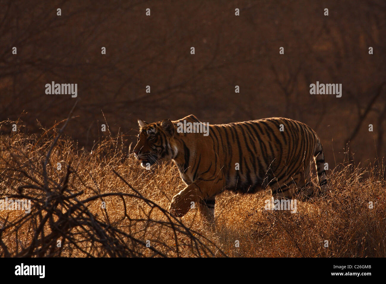 Moving tigers hi-res stock photography and images - Alamy