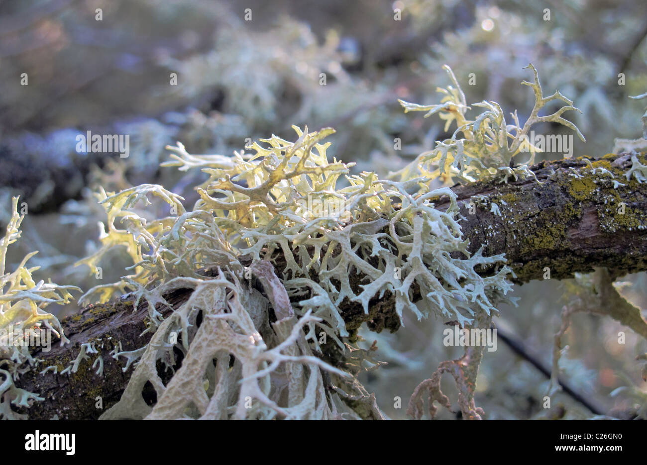 Some lichens on an old tree Stock Photo - Alamy