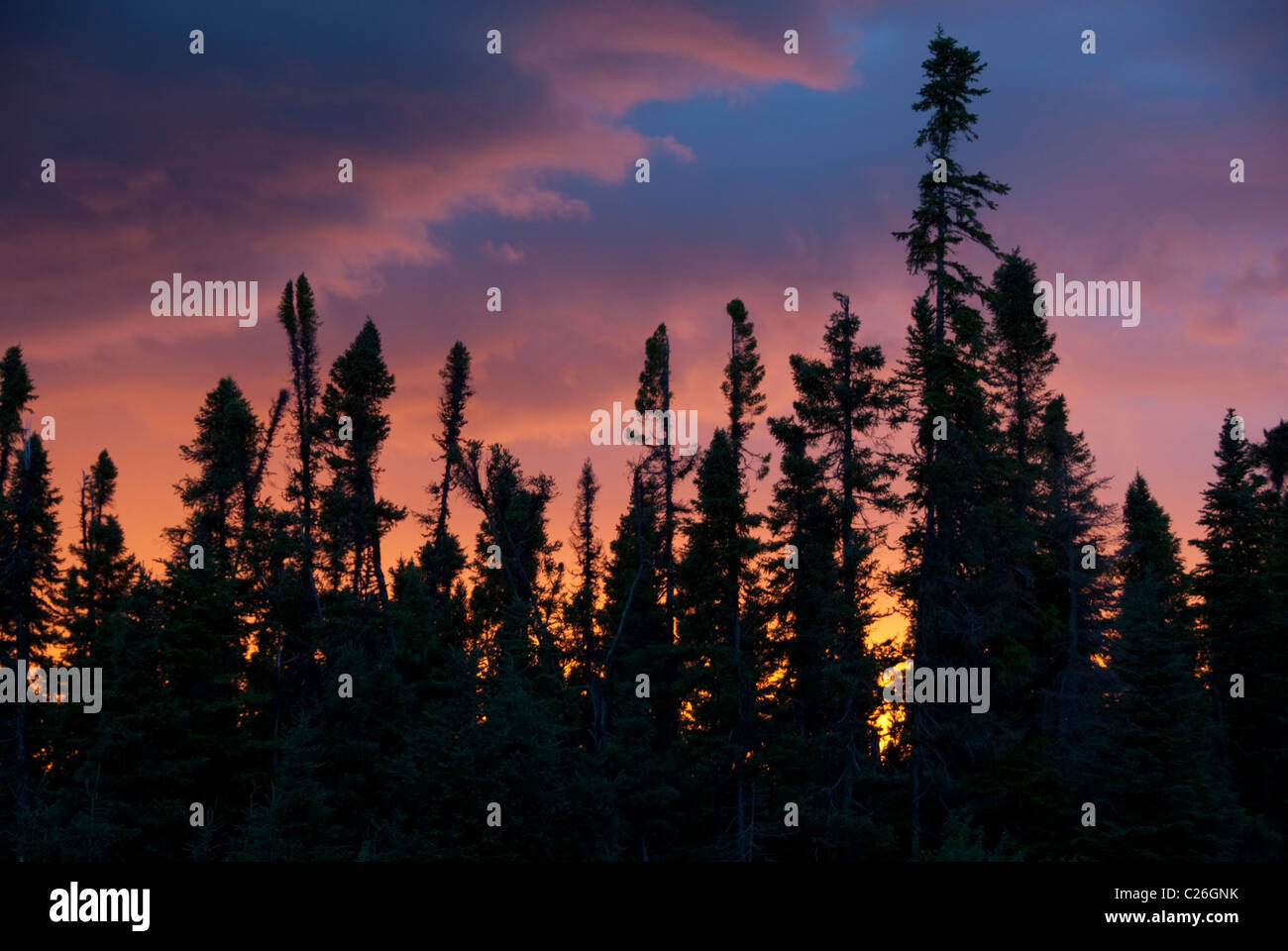 Black spruce trees and clouds at sunset part of the northern boreal ...