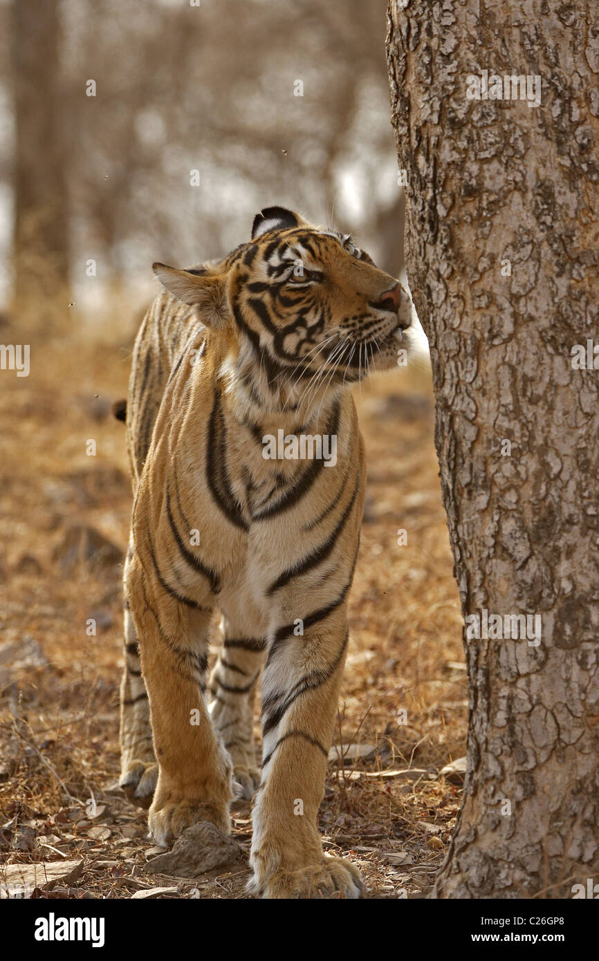 Tiger scent marking hi-res stock photography and images - Alamy