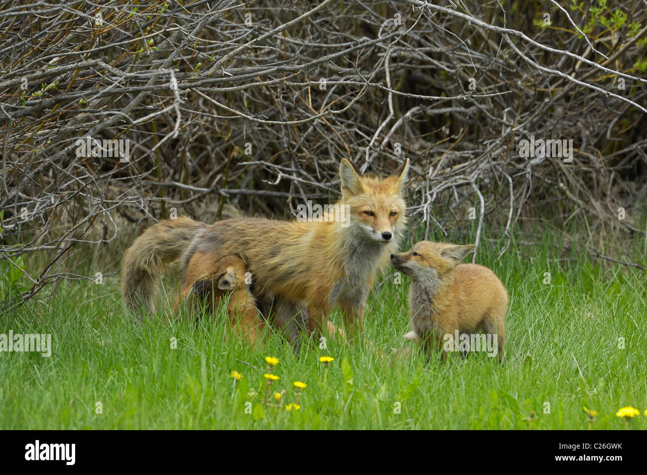 Baby fox nurse hi-res stock photography and images - Alamy