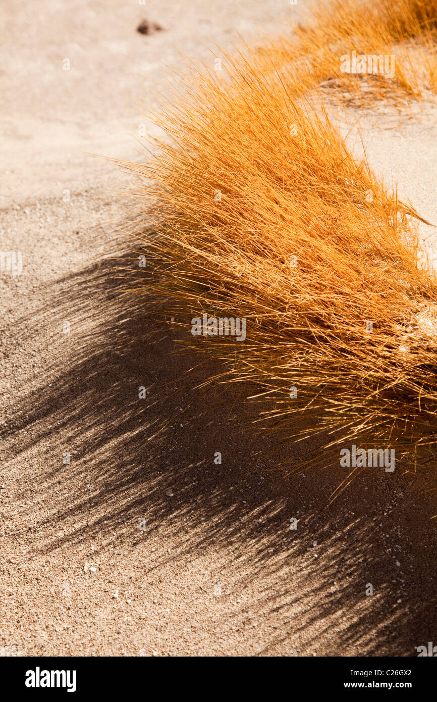 Grasses growing in sand hi-res stock photography and images - Alamy