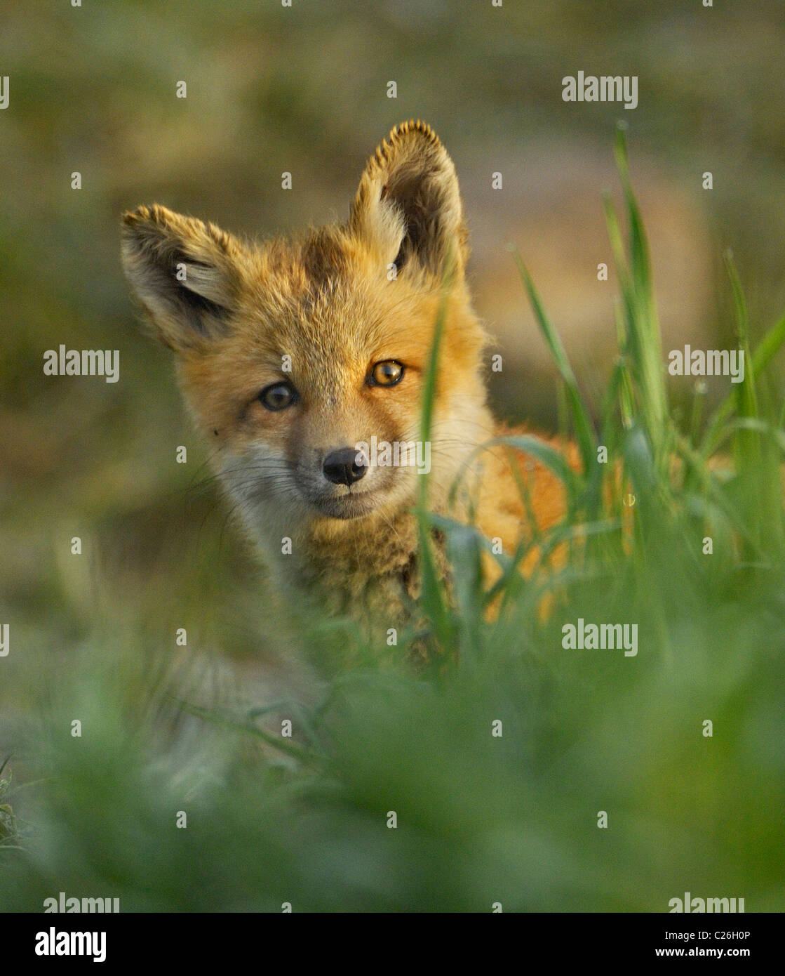 Portrait of a baby red fox Stock Photo - Alamy