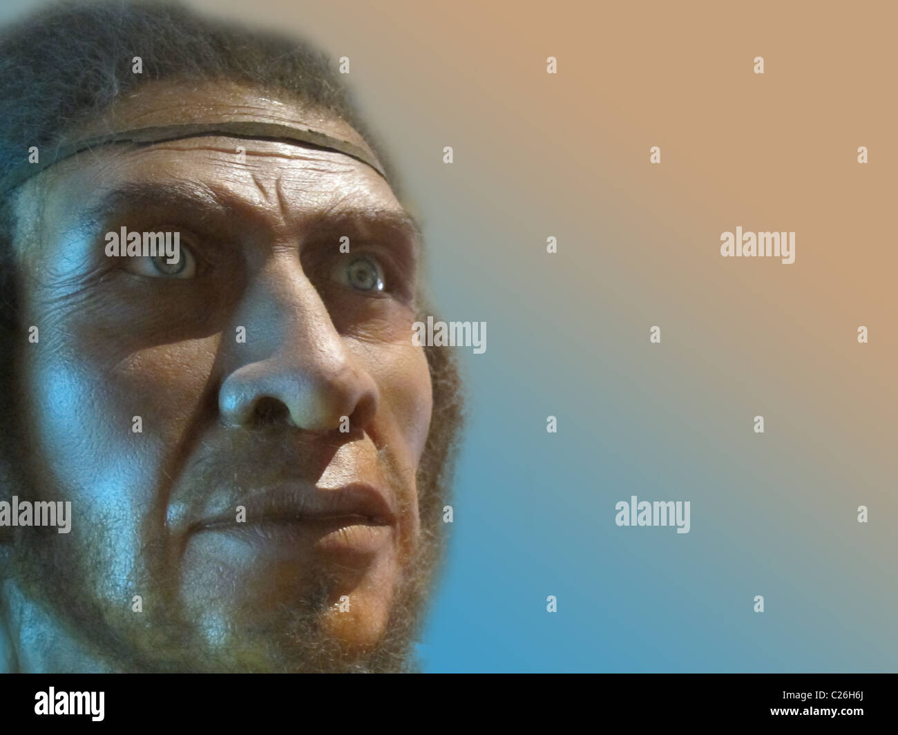 Neanderthal model hi-res stock photography and images - Alamy