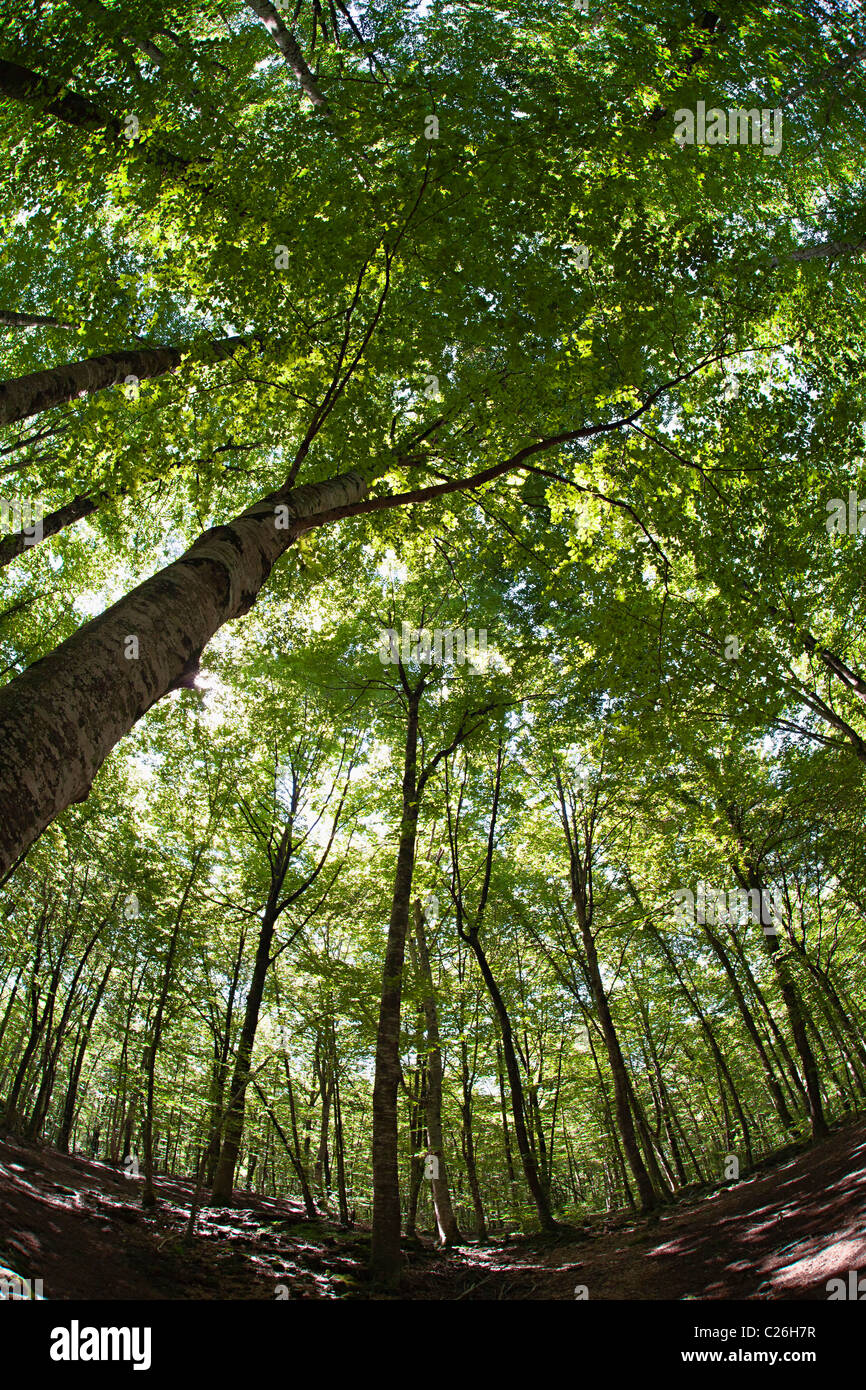 Beech forest Fageda d'en Jorda Olot Garrotxa region Catalunya Spain ...