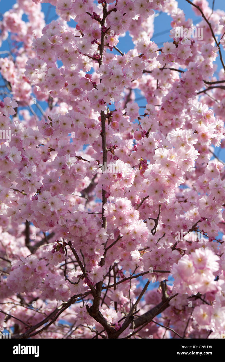 Spring Blossom Salisbury Wiltshire England UK Stock Photo - Alamy