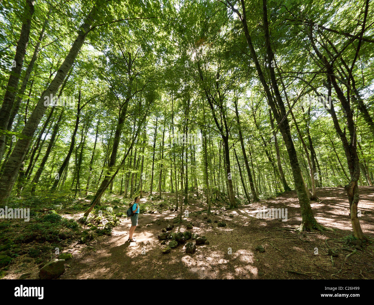 Woman walking in beech forest Fageda d'en Jorda Olot Garrotxa region ...