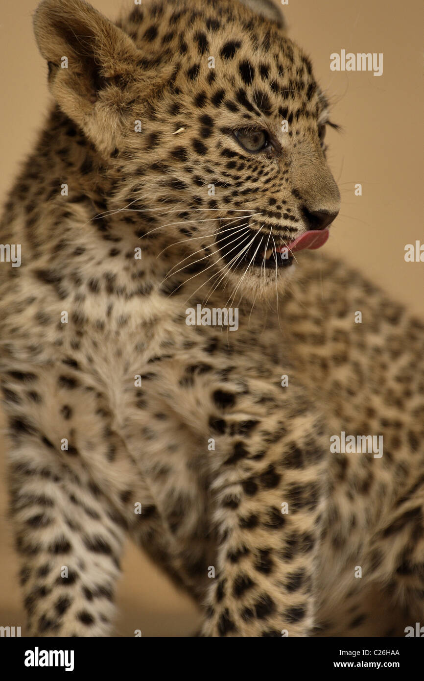 Indian leopard baby hi-res stock photography and images - Alamy