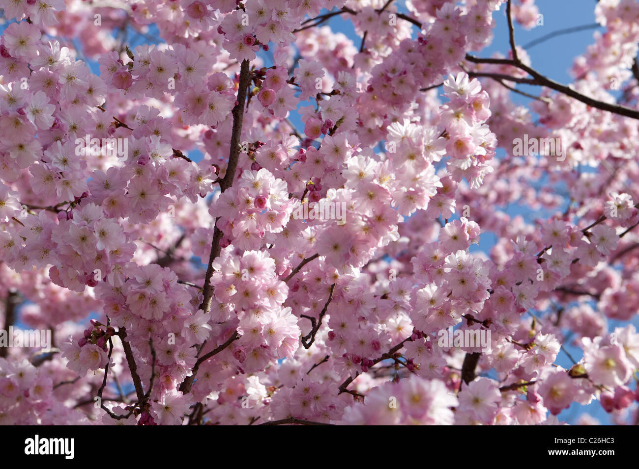 Salisbury garden england hi-res stock photography and images - Alamy