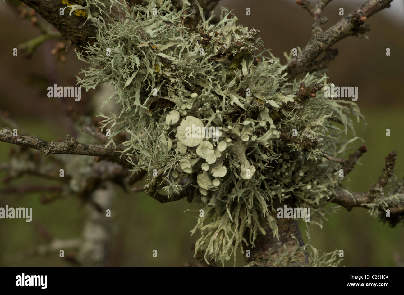 Ramalina calicaris hi-res stock photography and images - Alamy