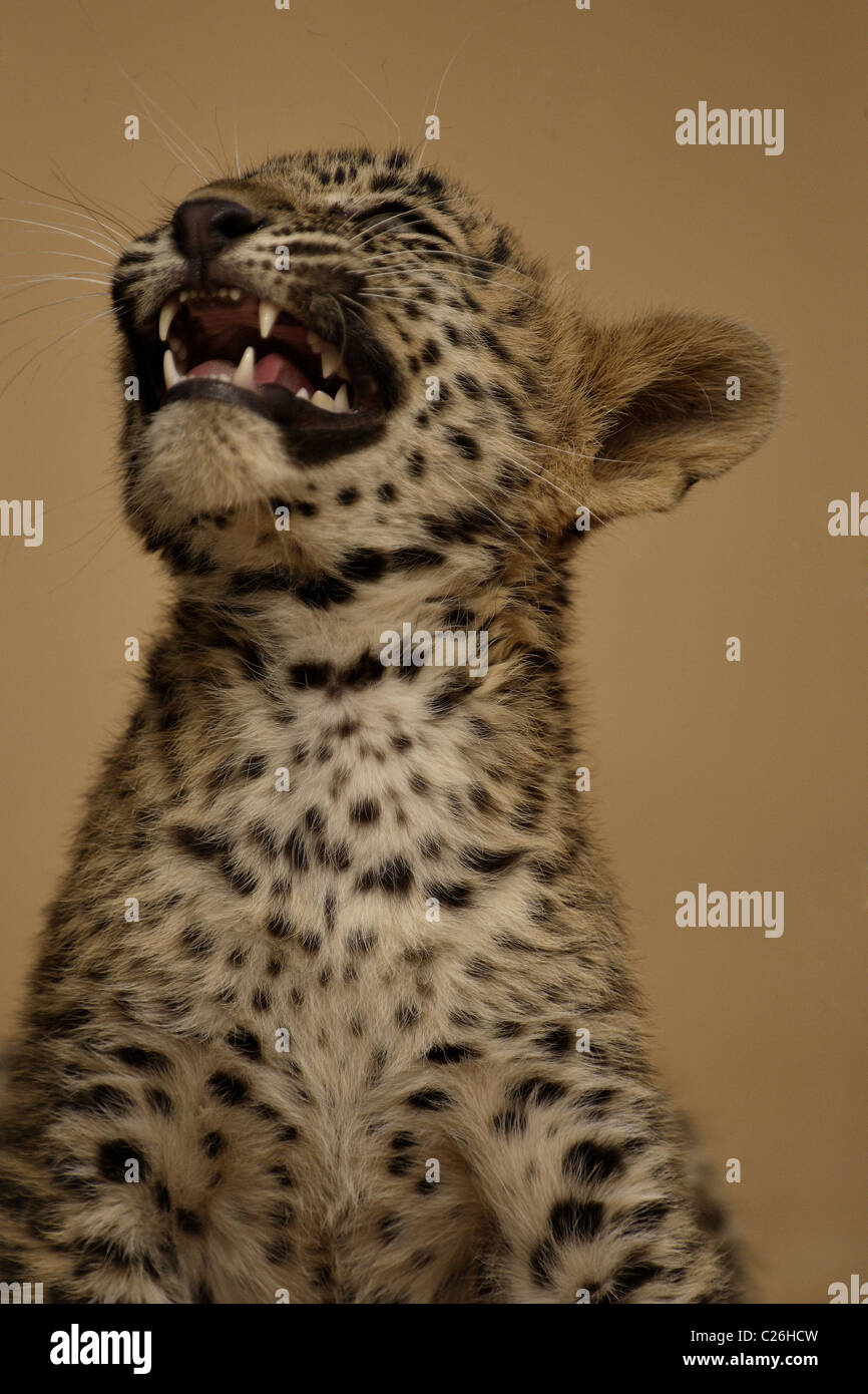 Indian leopard cub hi-res stock photography and images - Alamy
