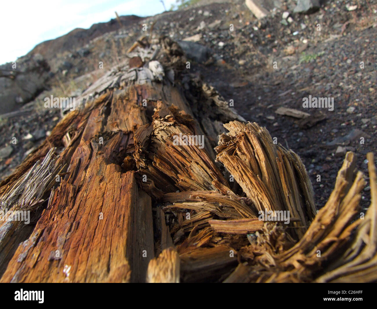 broken timber on the ground Stock Photo - Alamy