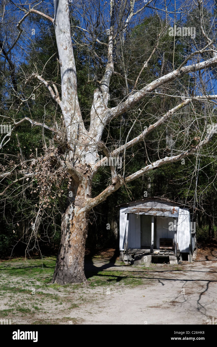 huge white barked tree looms over tiny shack in rural North Florida ...