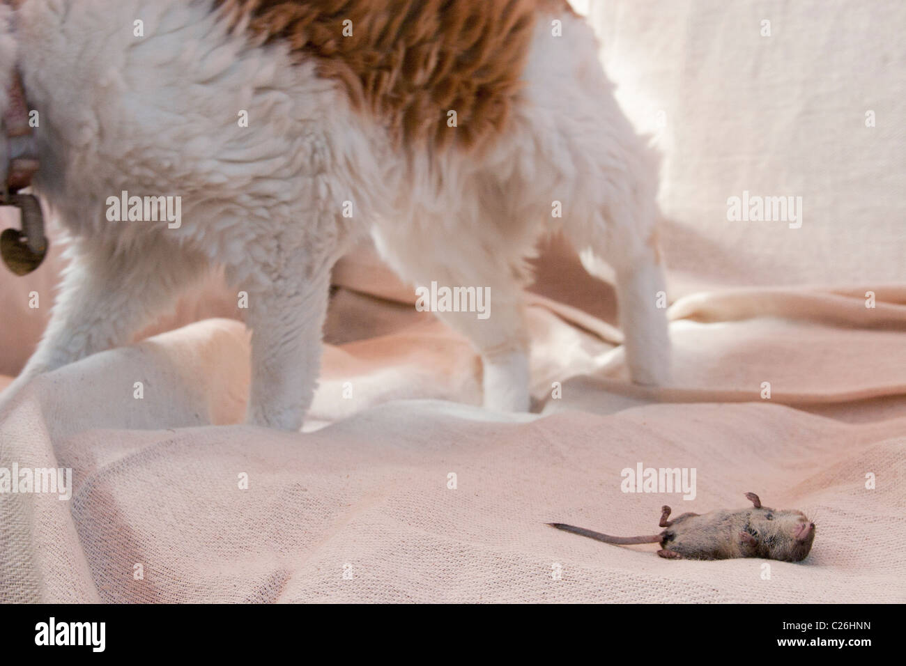 cat walking away from dead vole in kitchen Stock Photo - Alamy
