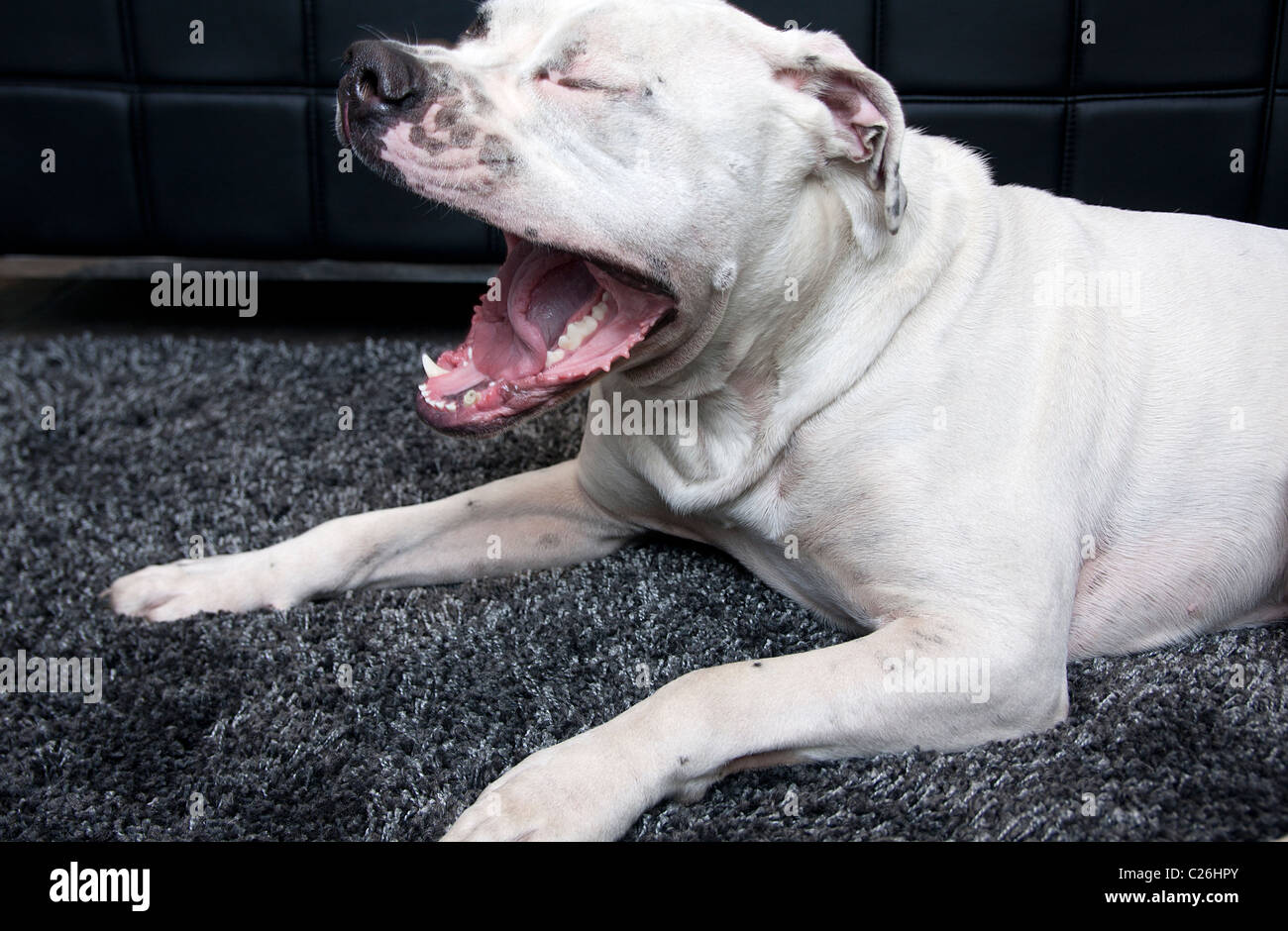 Old Tyme bulldog yawning Stock Photo - Alamy