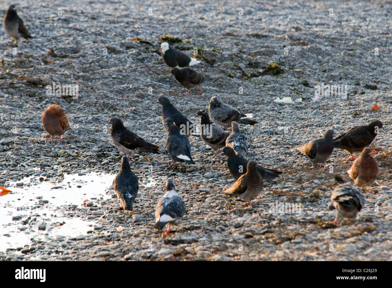 a few pigeons on the ground near the puddles Stock Photo - Alamy