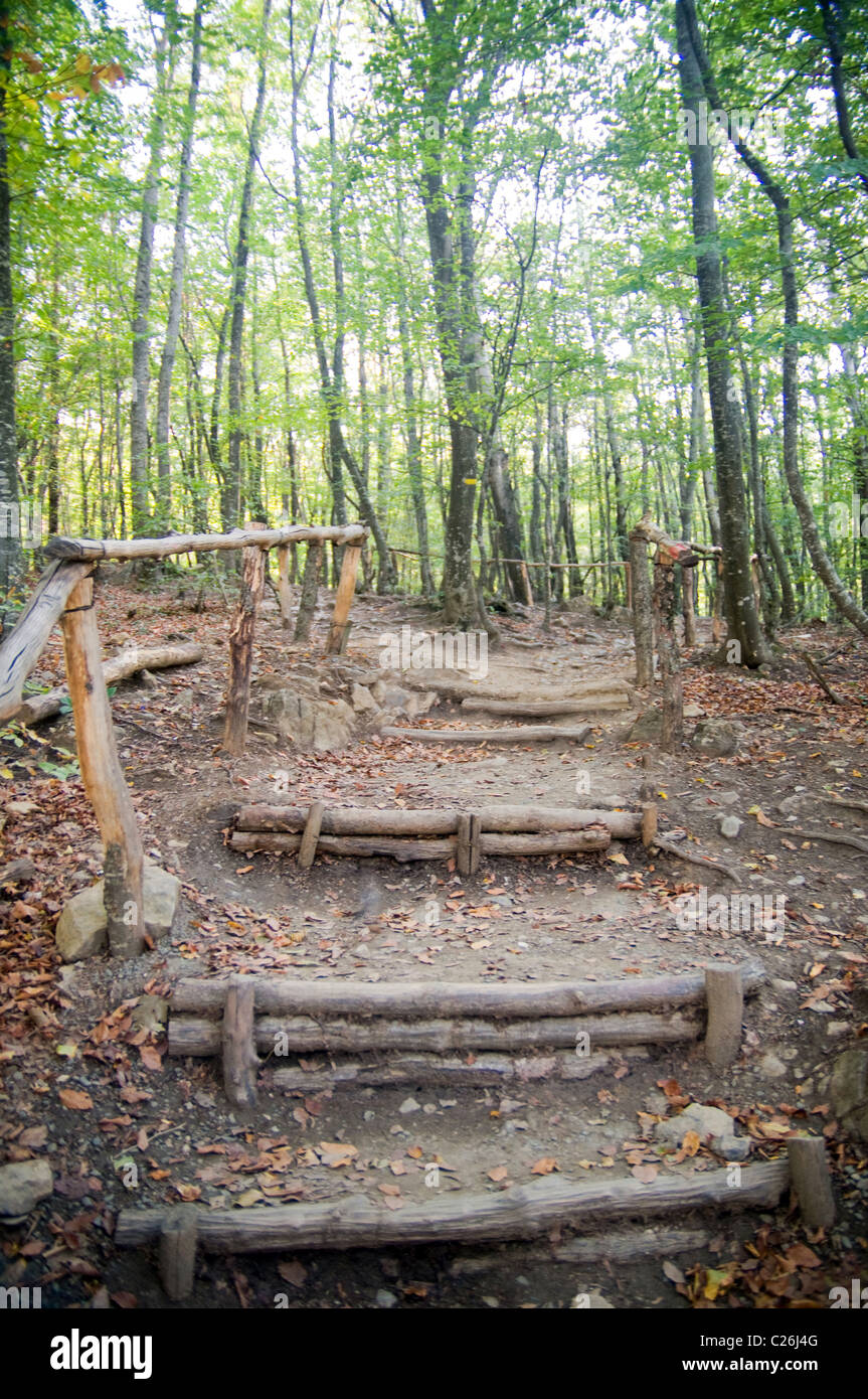 forest park with a wooden ladder Stock Photo - Alamy