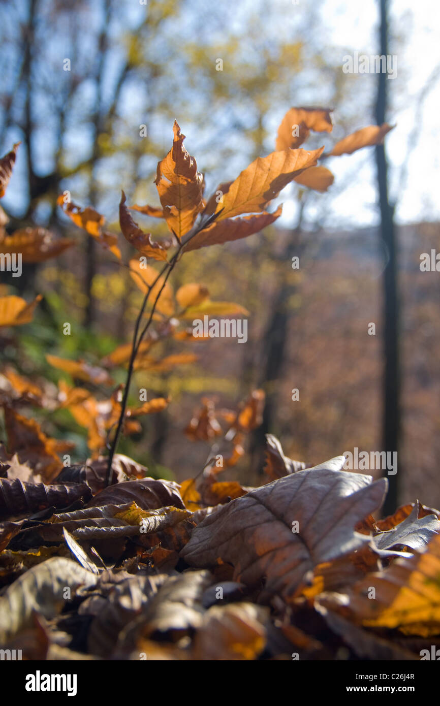 forest landscape with leaves in the foreground Stock Photo - Alamy