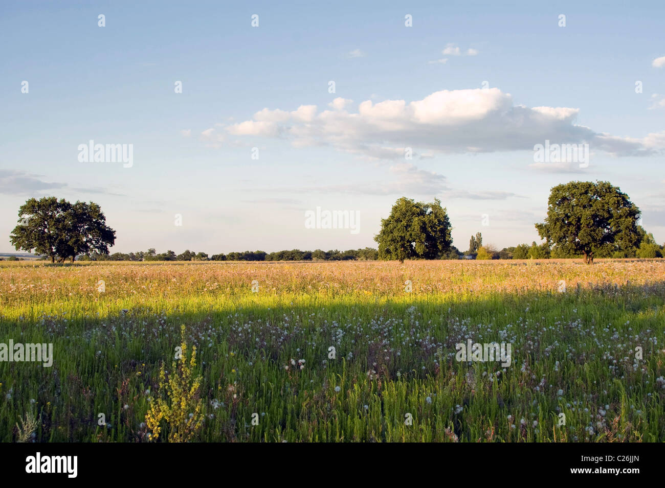 landscape with fields and woods Stock Photo - Alamy
