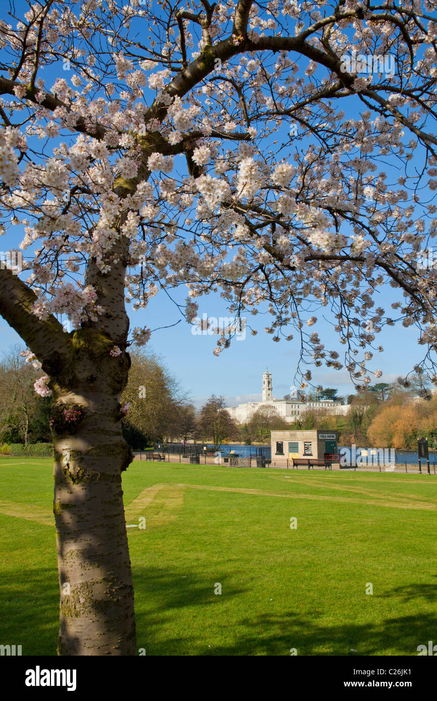 Cherry blossom on trees in Nottingham University park campus Nottingham ...