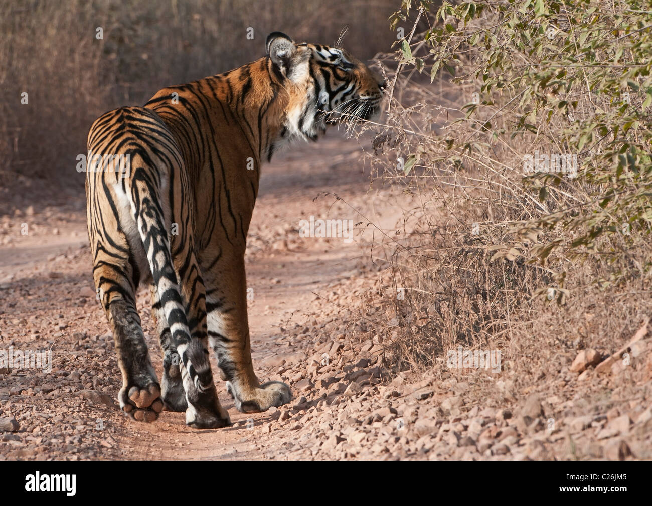 A Male Tiger, Ranthambore NP, India Stock Photo - Alamy