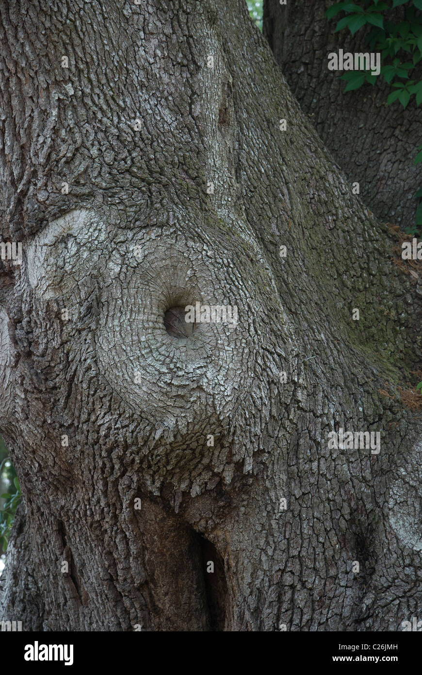 Strong oak tree hi-res stock photography and images - Alamy
