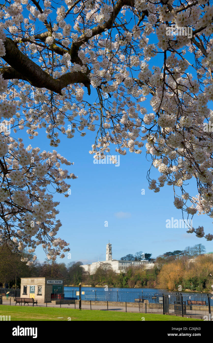 Cherry blossom on trees in Nottingham University park campus Nottingham ...