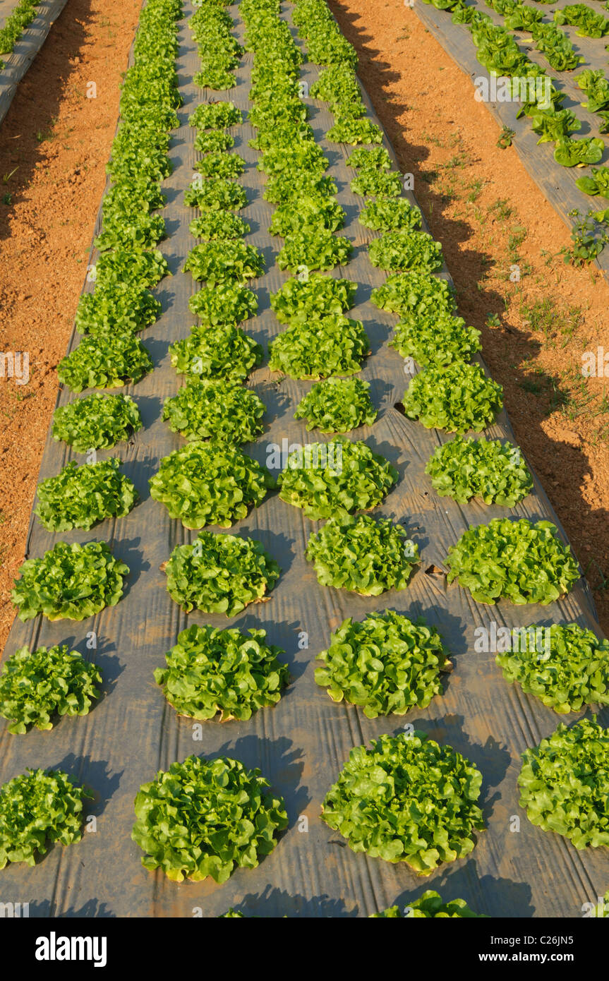 Ang butter hi-res stock photography and images - Alamy