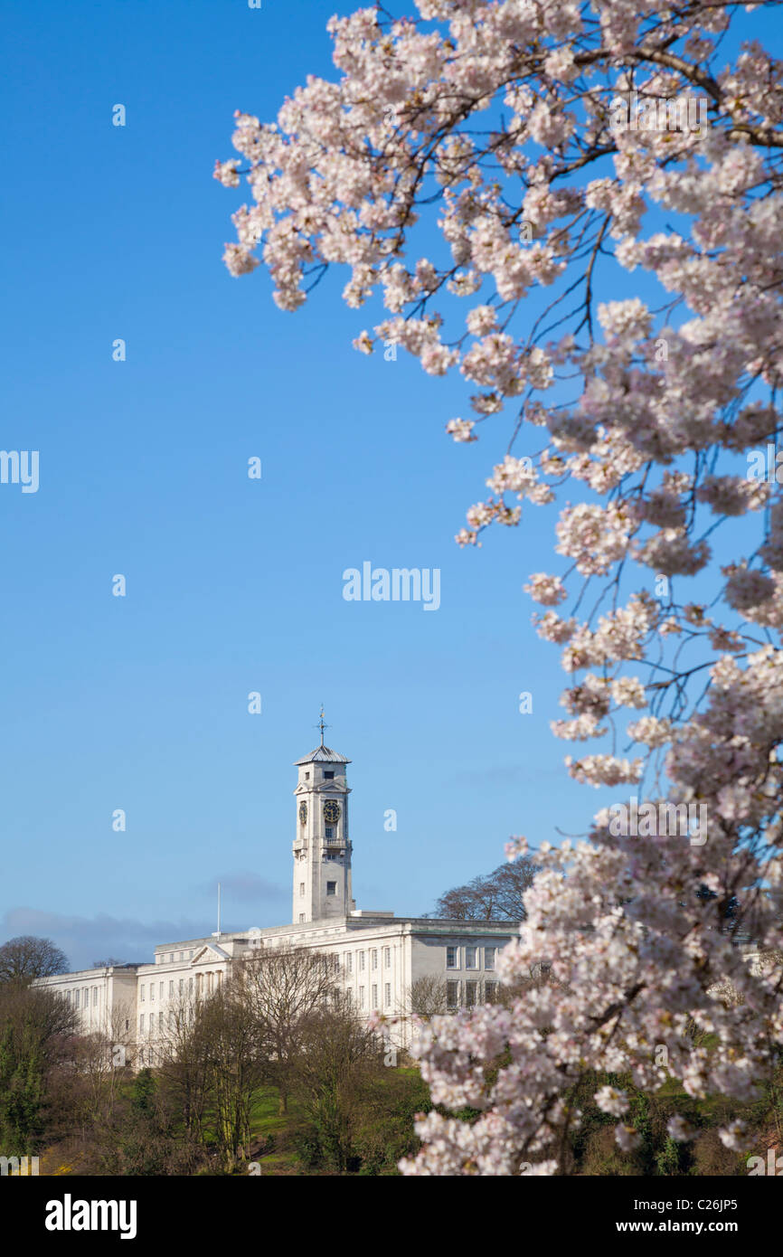 Cherry blossom on trees in Nottingham University park campus Nottingham ...