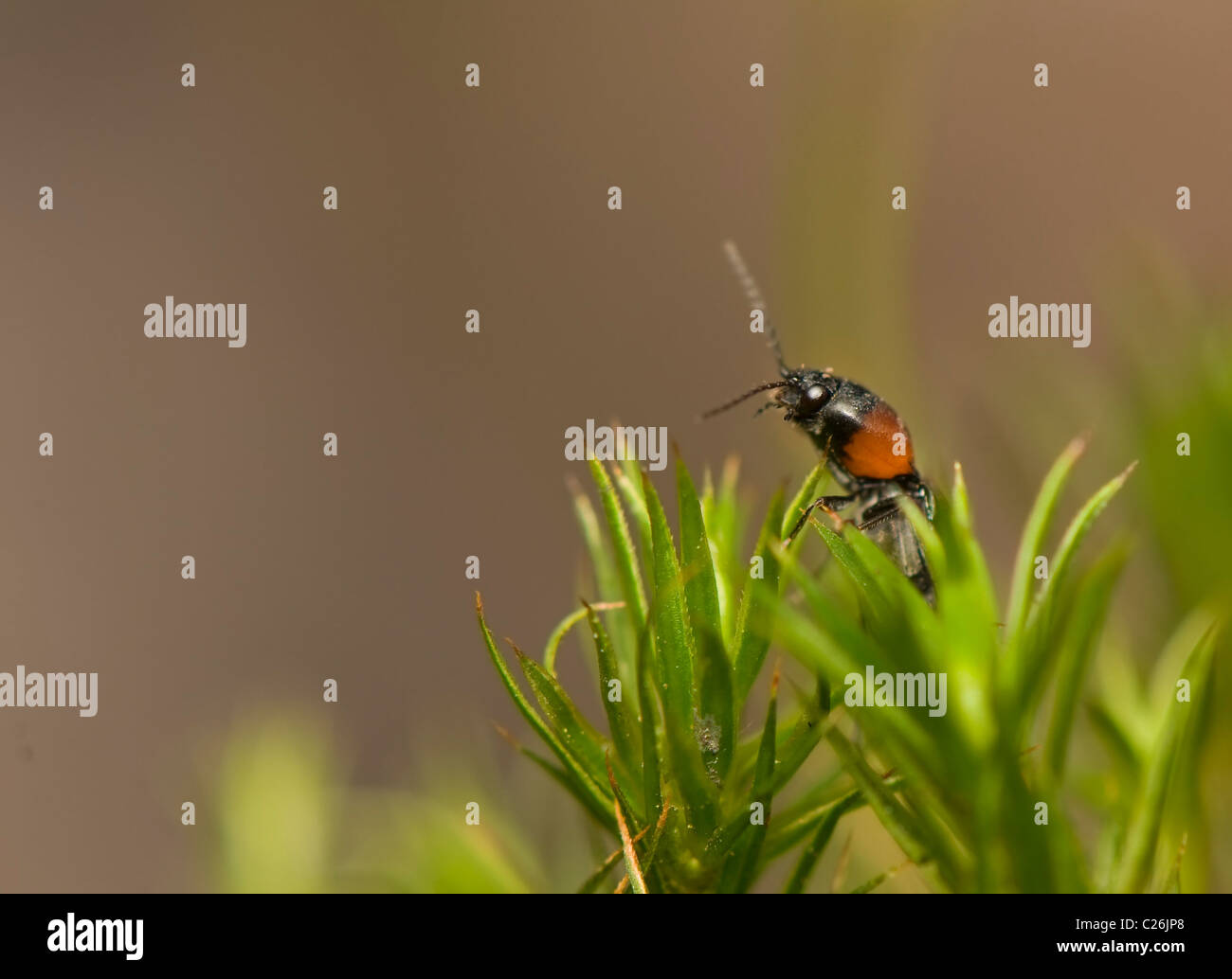 Cardiophorus ruficollis hi-res stock photography and images - Alamy