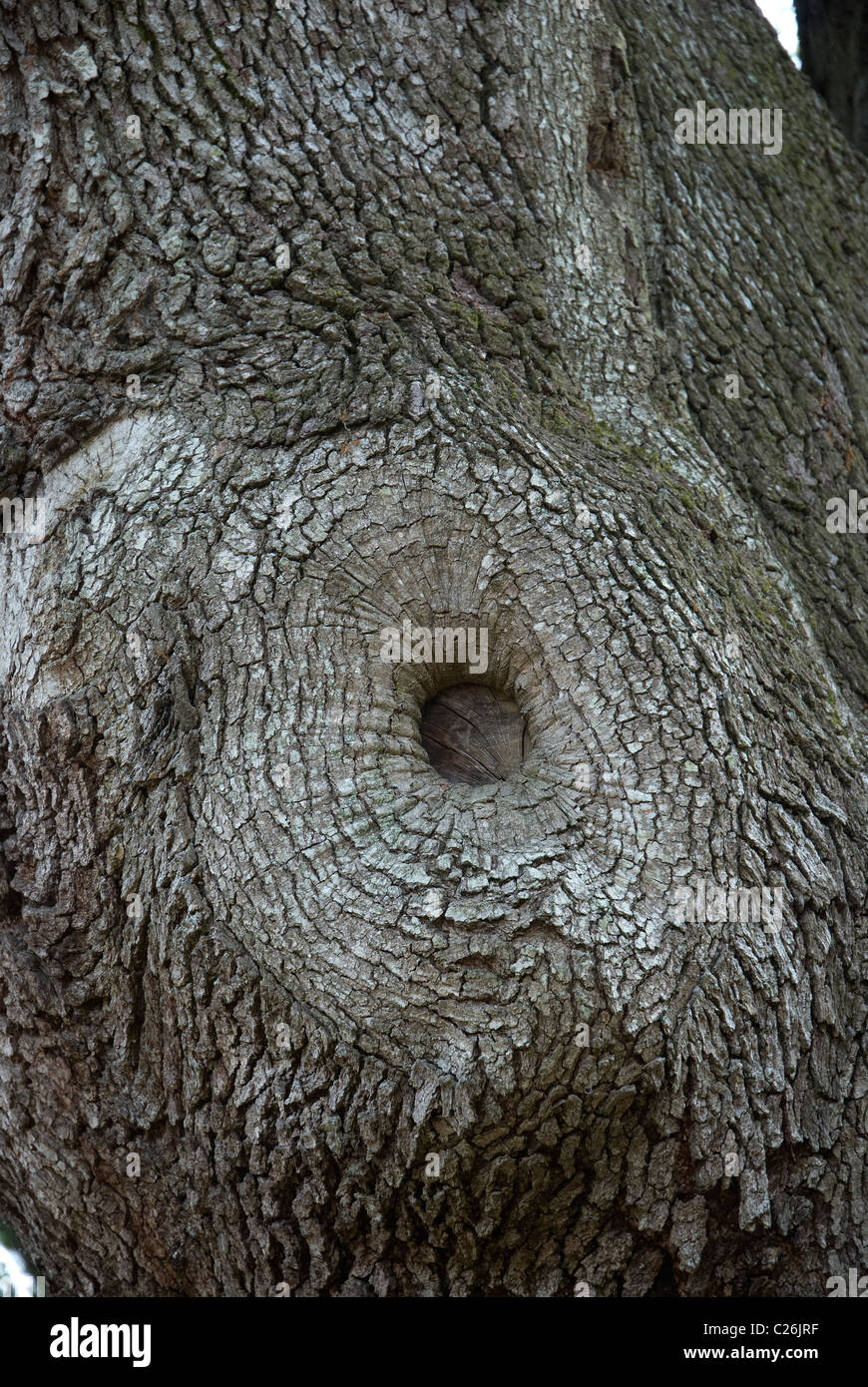 detail of old live oak tree trunk North Florida Stock Photo - Alamy