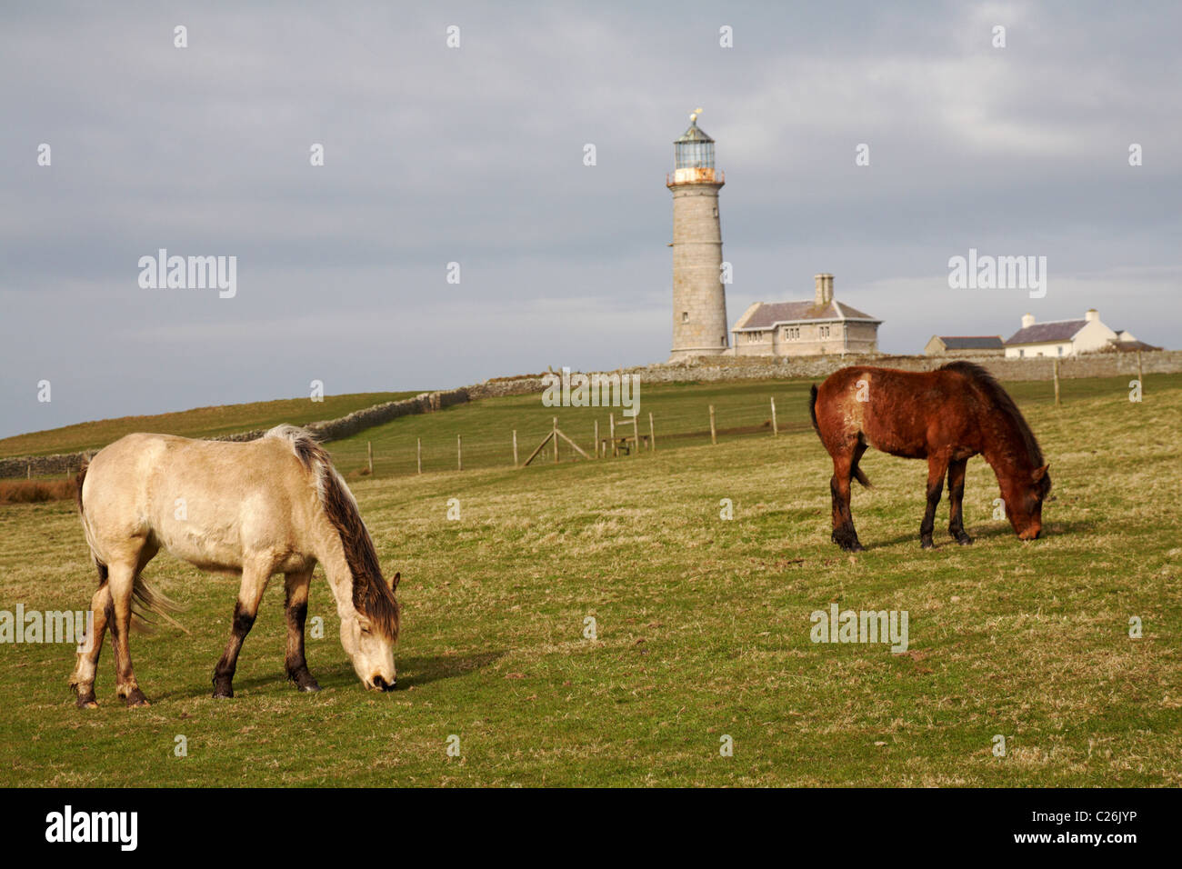 Lundy ponies with Old Light House lighthouse and Old Light cottage in ...