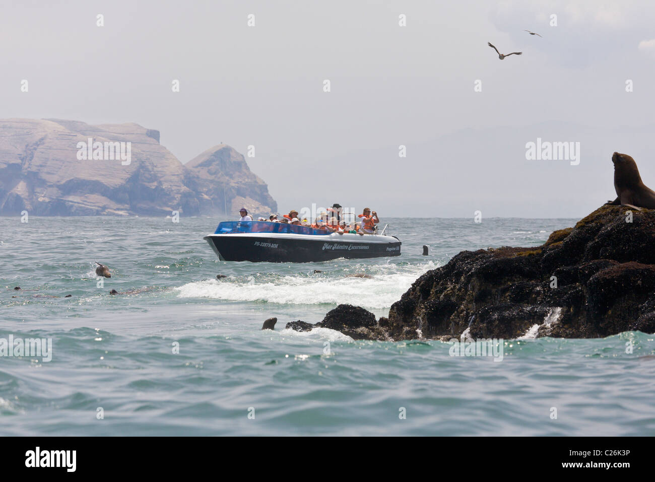 Sea lion colony hi-res stock photography and images - Alamy