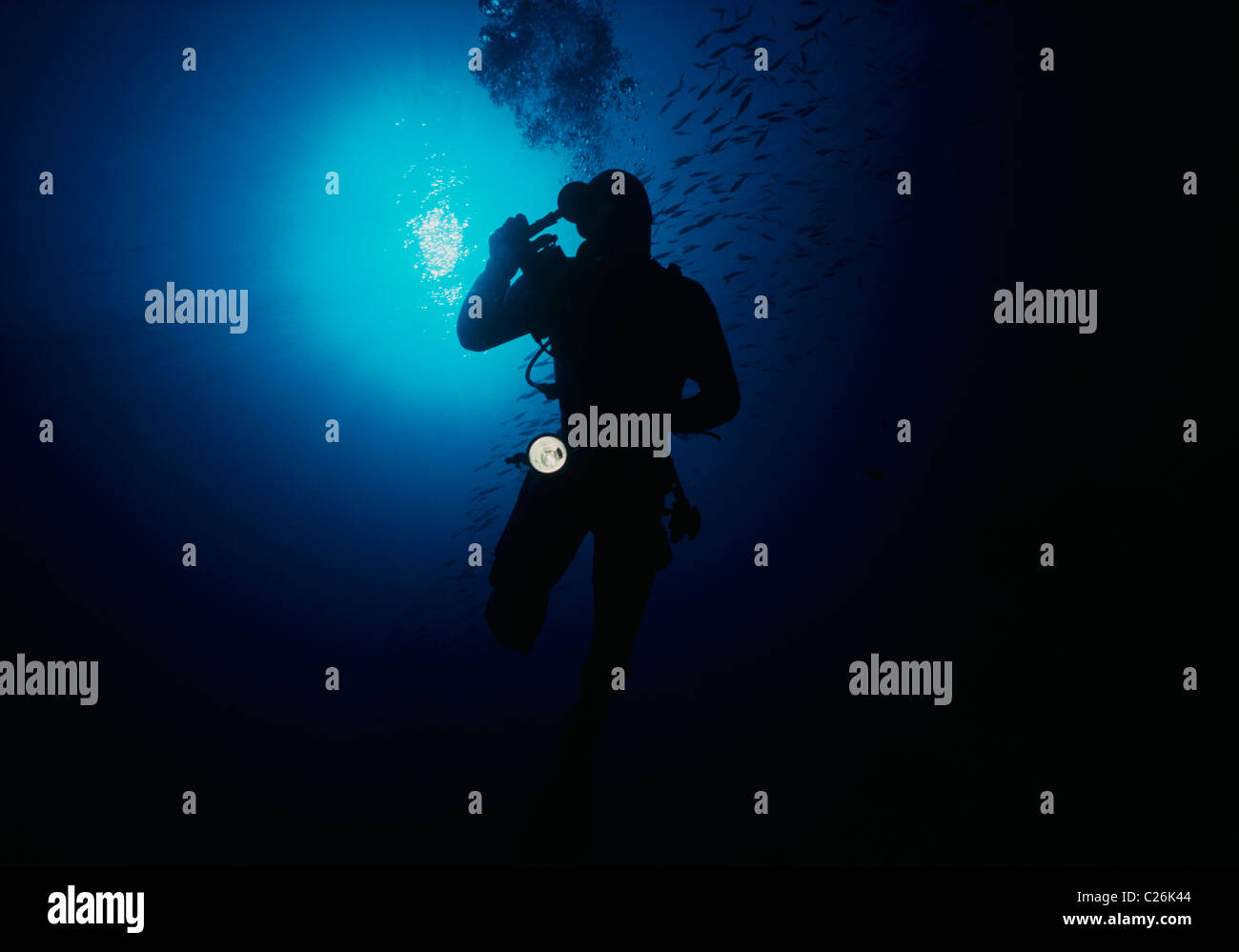 Diver at cave entrance & Glassy Sweepers. Red Sea - Egypt Stock Photo ...