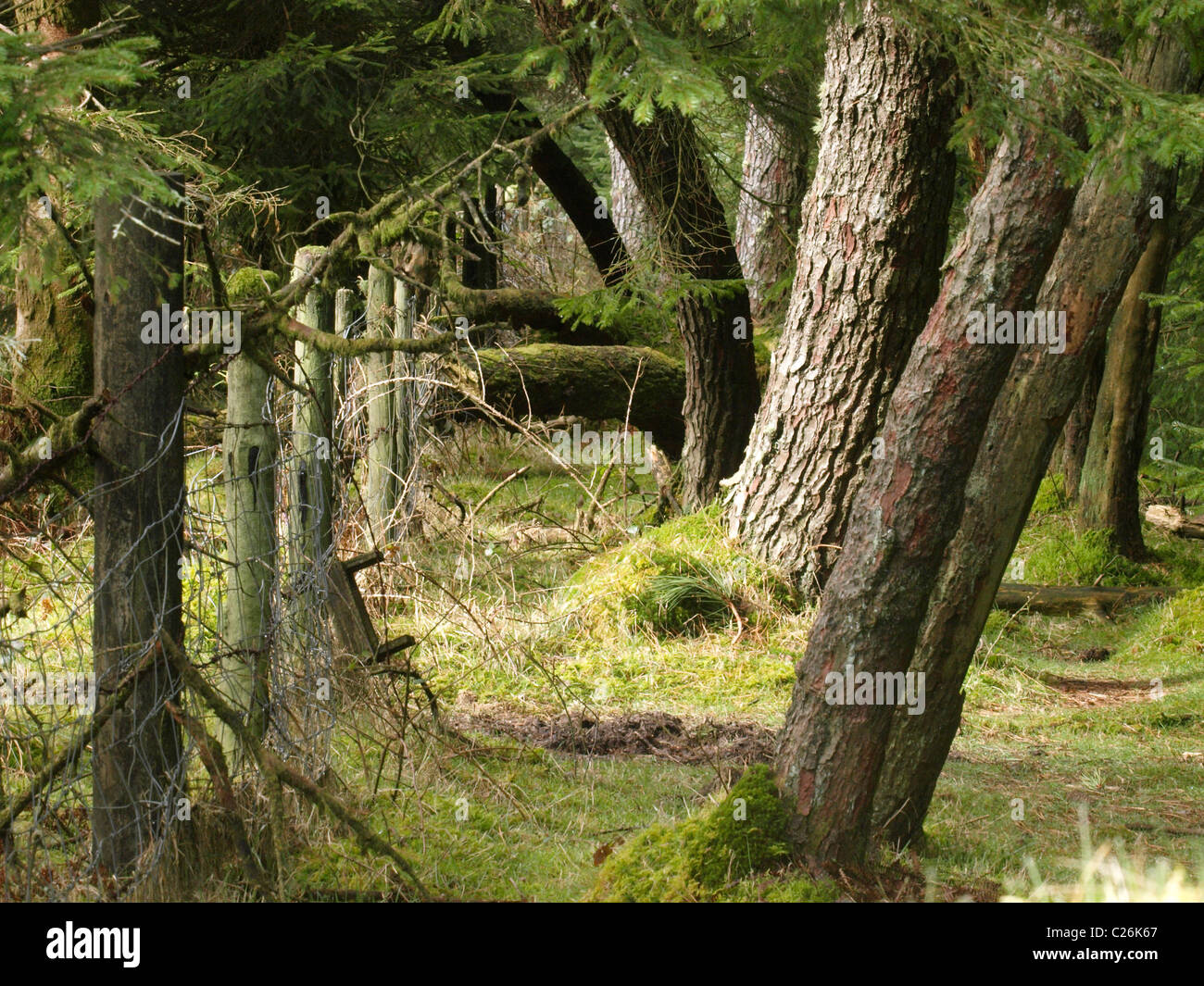 Path through forest fence hi-res stock photography and images - Alamy