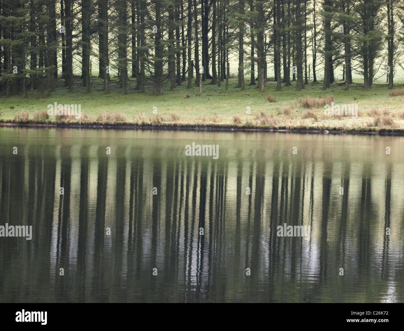 Water trees reflected hi-res stock photography and images - Alamy