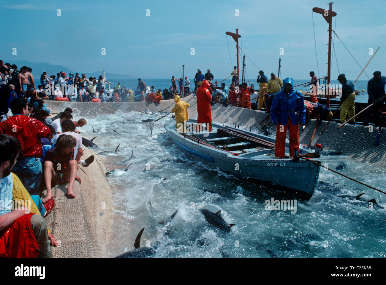 Mattanza fishermen landing giant Bluefun tuna Stock Photo - Alamy