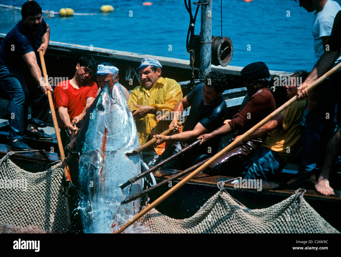 Mattanza fishermen landing giant Bluefun tuna. Italy Stock Photo - Alamy