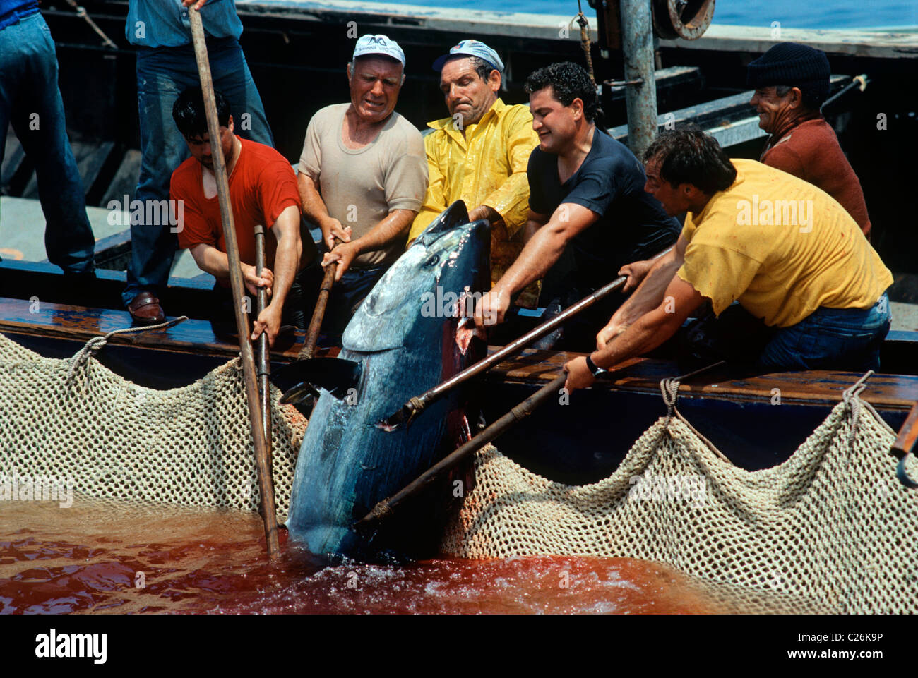 Mattanza fishermen landing giant Bluefun tuna. Favignana - Italy Stock ...