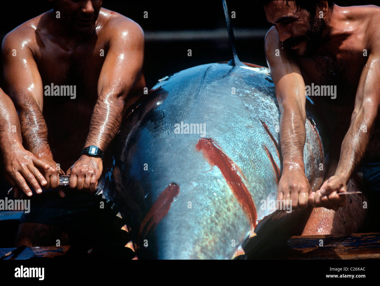 Sicily tuna fishing mattanza hi-res stock photography and images - Alamy