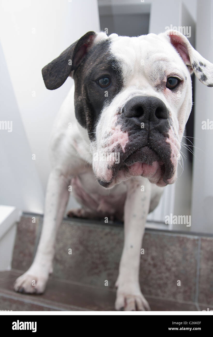 Old Tyme Bulldog Stock Photo - Alamy