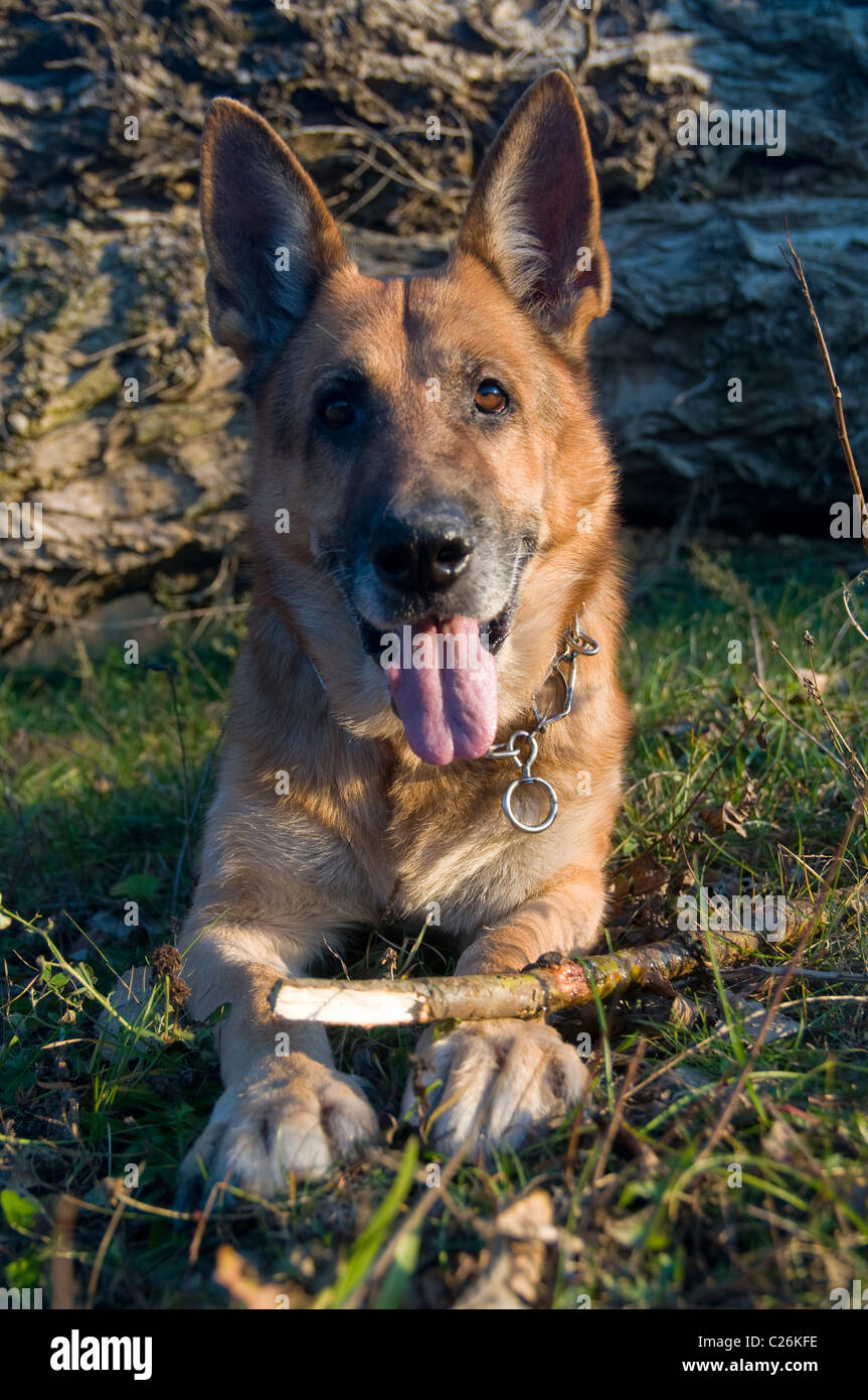 portrait of German Shepherd on the nature Stock Photo - Alamy