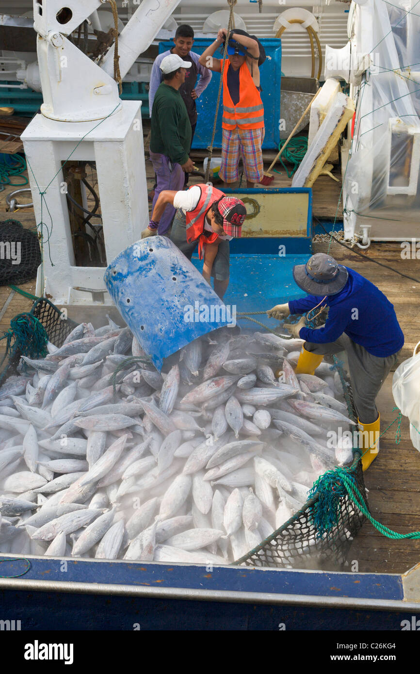 Tuna being unloaded from fishing boat, Manta, Ecuador Stock Photo - Alamy