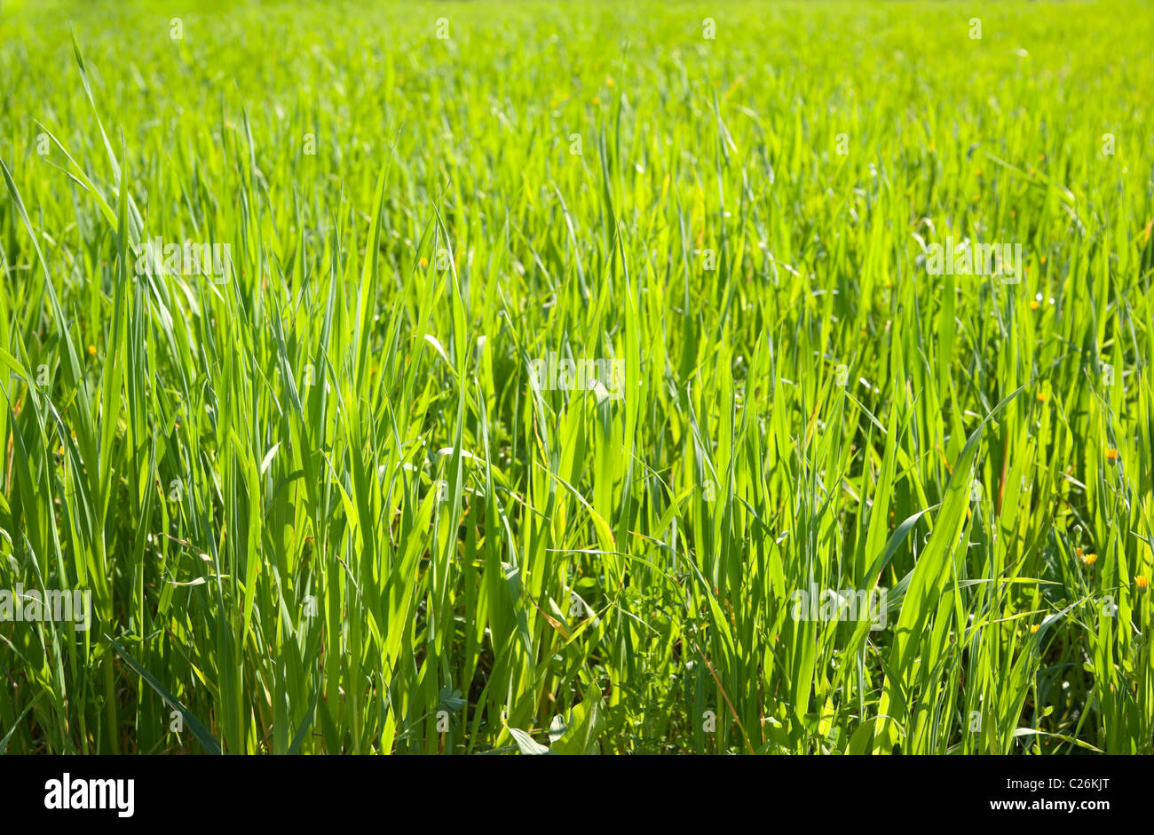 Fodder Crops With Name