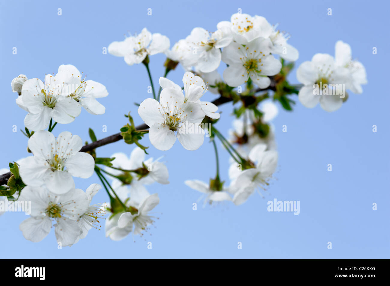 Sour cherry flowers on tree branch against clear sky, spring season ...