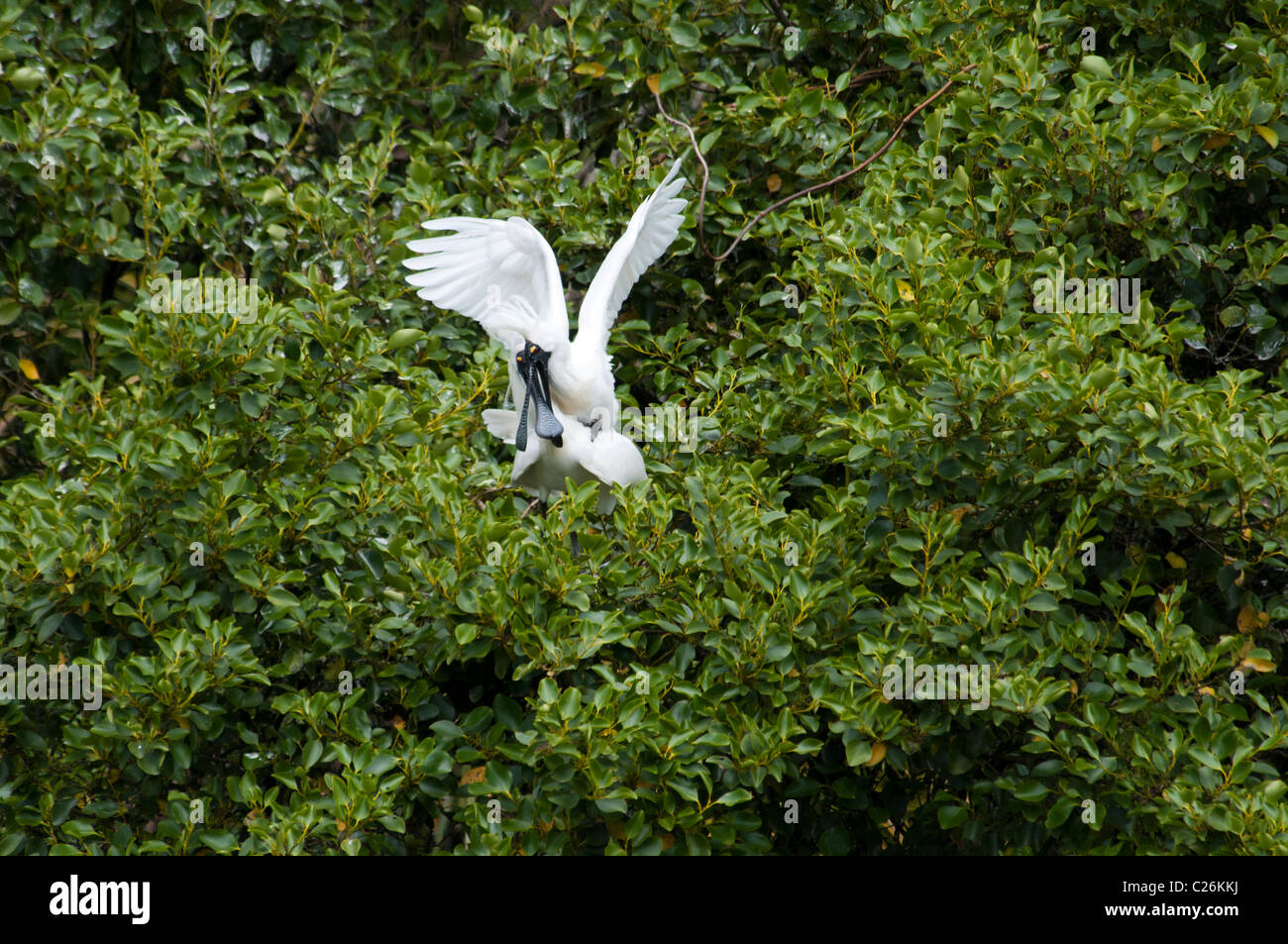 Royal Spoonbill mating at the mouth of Waitangiroto River in West Coast ...