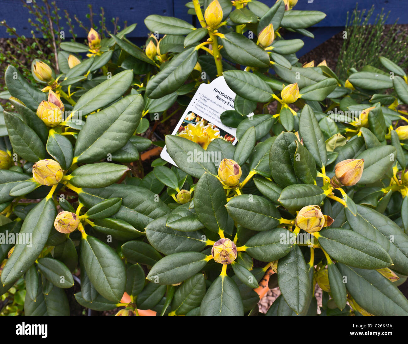 Rhododendron nancy evans hi-res stock photography and images - Alamy