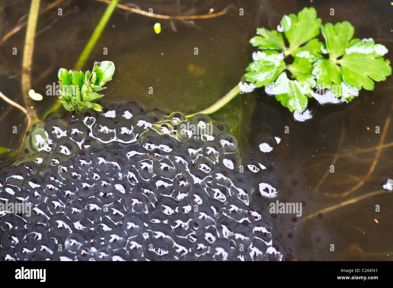 Common frogs frogspawn in pond mating hi-res stock photography and ...